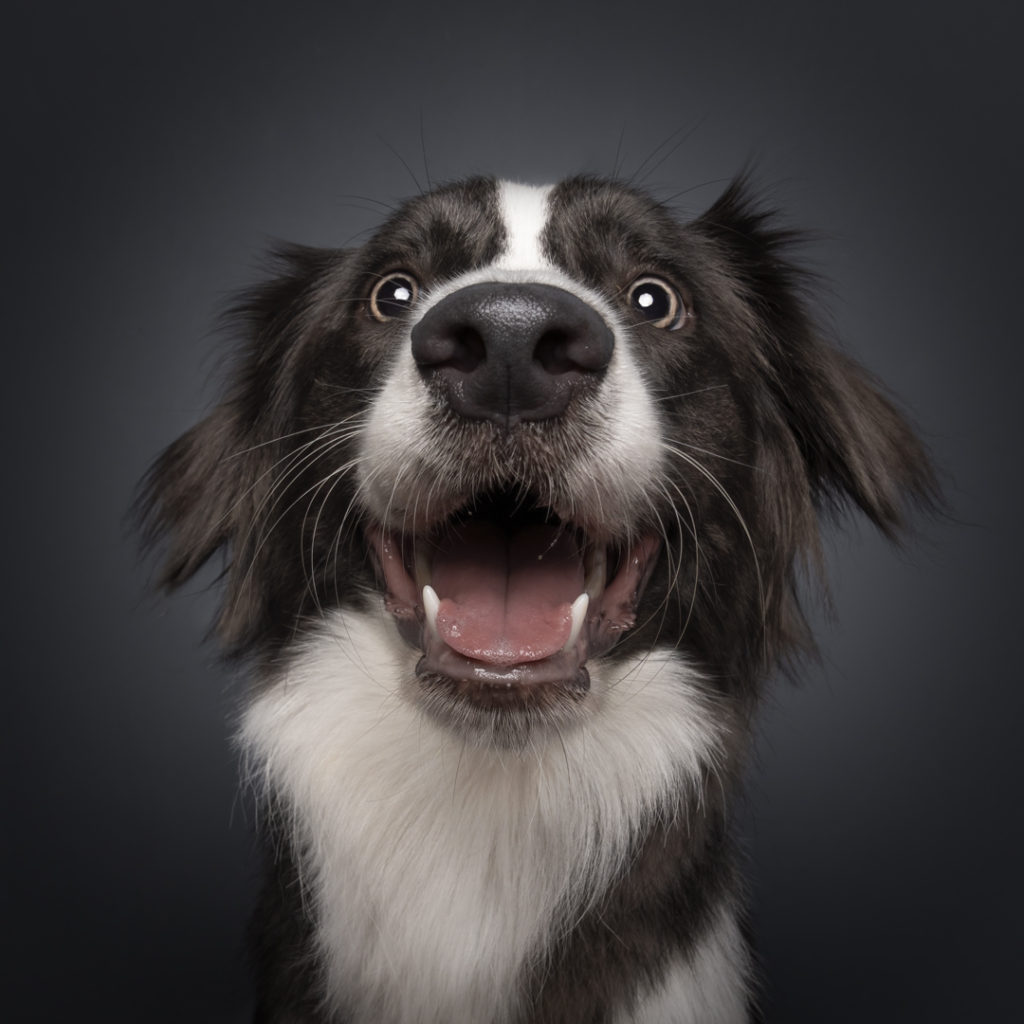 Tricks For Capturing Adorable Pet Photography Singapore