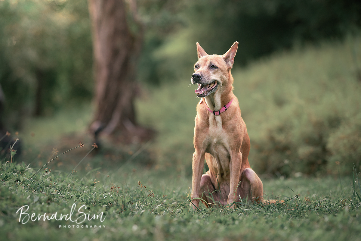 Master Pet Photography in Perfect Light: Expert Tips Revealed
