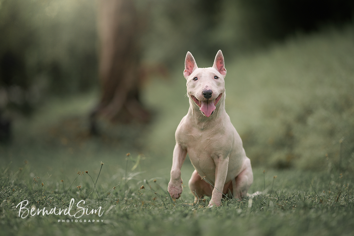 Top Tips for Perfect Pet Portraits: A Complete Guide