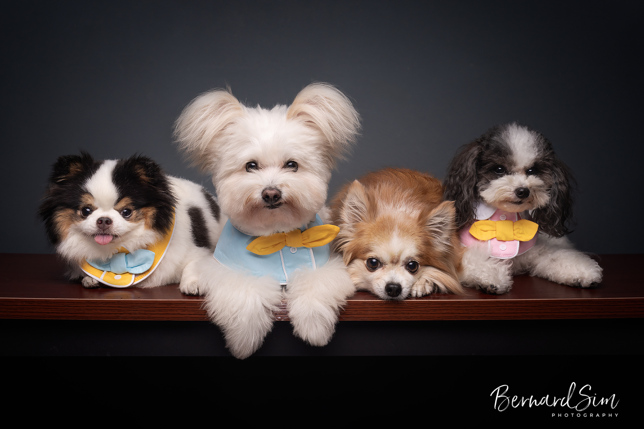How to Take Perfect Pet Photos: Expert Tips for Pet Lovers